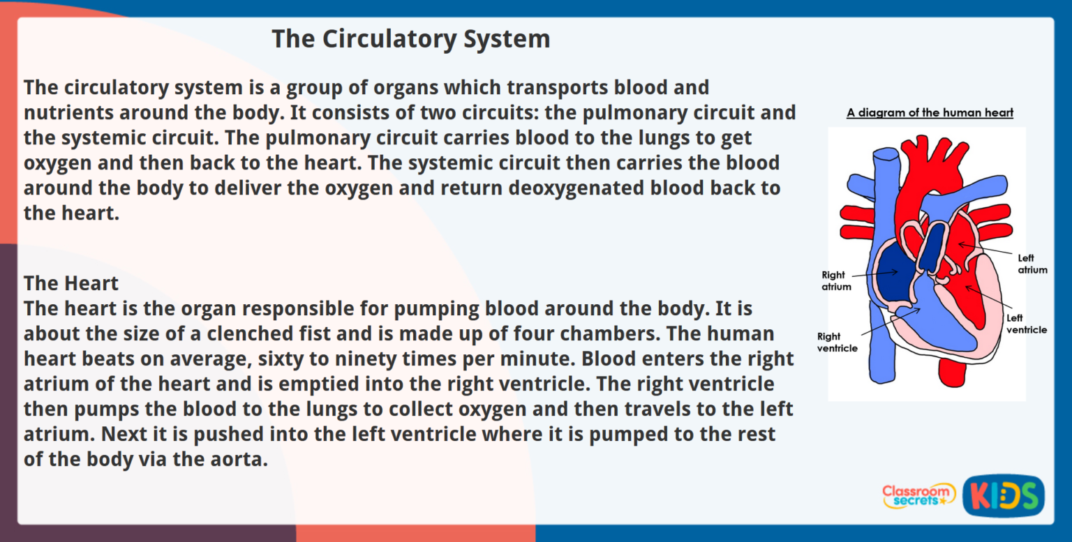Year 5 Non-Fiction Reading Comprehension The Circulatory System ...